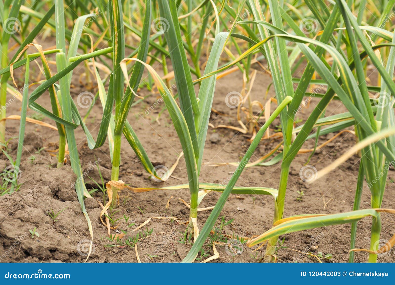 Green Garlic Sprouts Growing Stock Image - Image of ground, organic ...