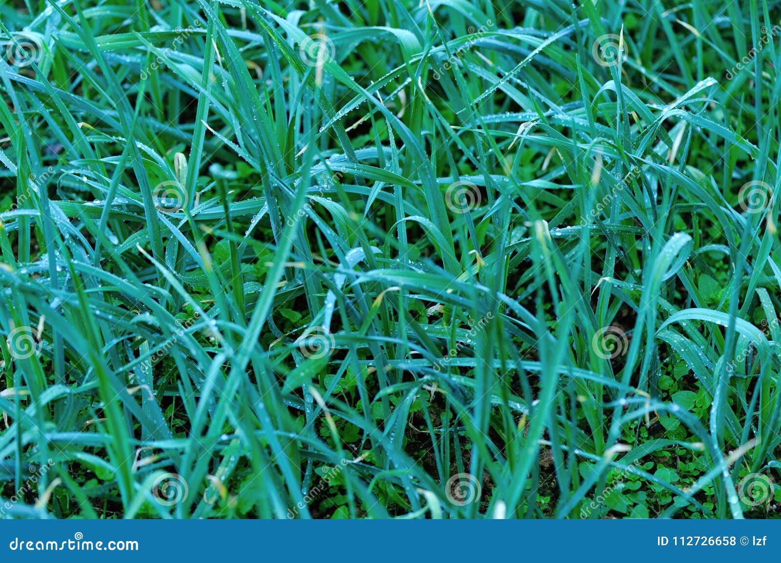Green Garlic Sprouts Growing Stock Photo - Image of garden, farming ...