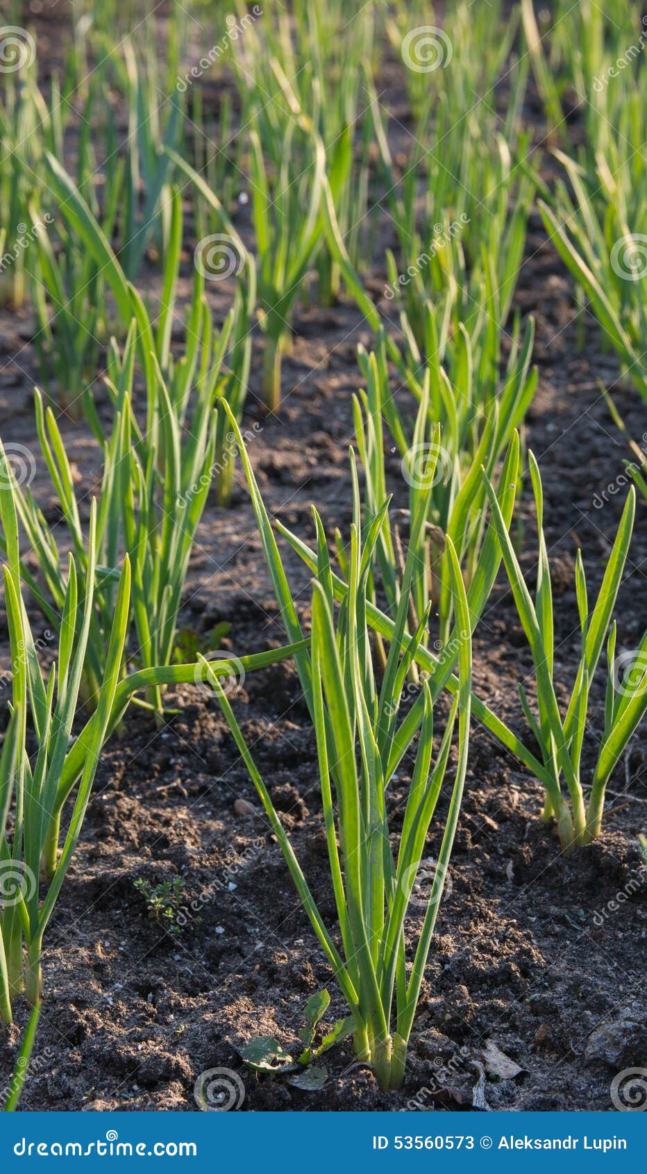 Green garlic stock image. Image of seedling, garlic, plant - 53560573