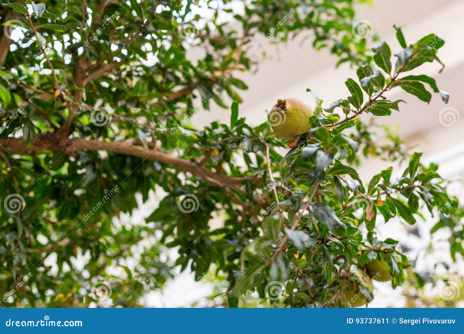 Green Garnet Grows on a Tree Branch Stock Image - Image of fruit ...