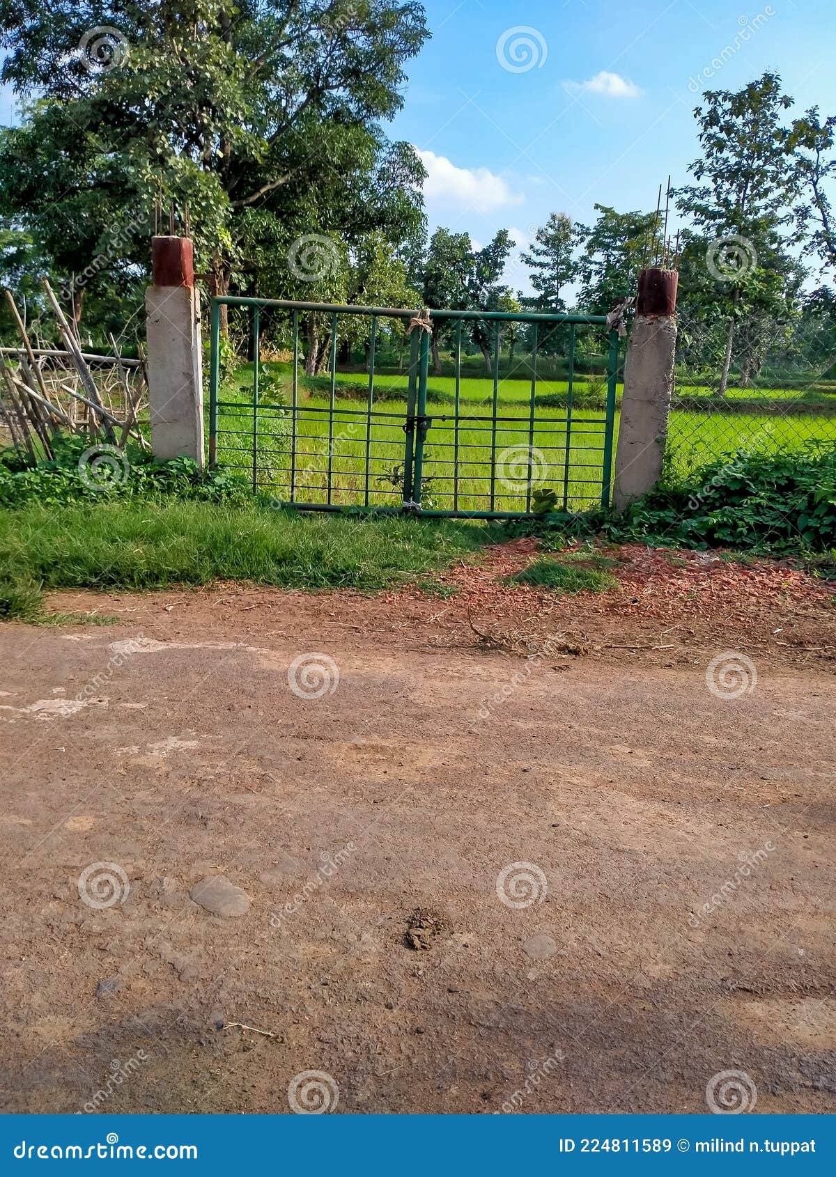 Green Gate with Compound in Farm Stock Image - Image of lawn, tree ...