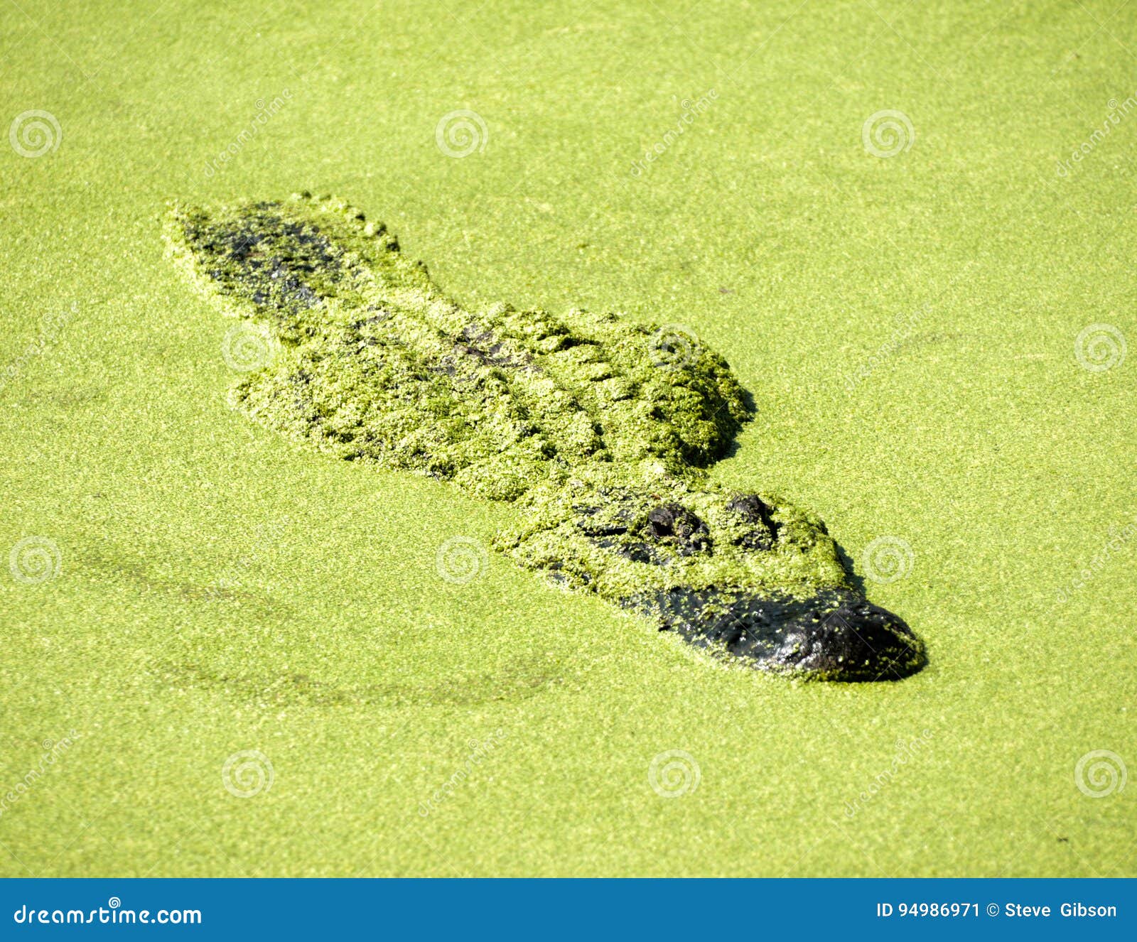 Green Gator lurking 2 stock image. Image of lurking, american - 94986971