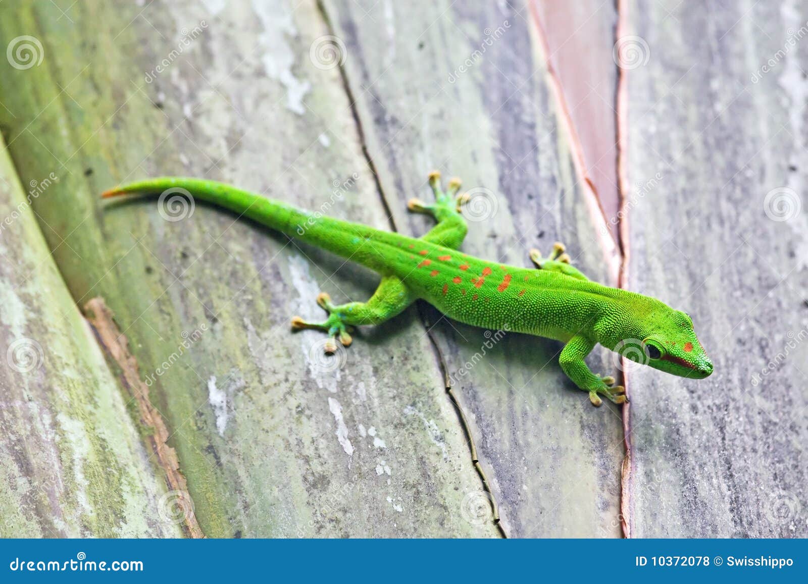 Green gecko stock photo. Image of animal, detail, lizard - 10372078