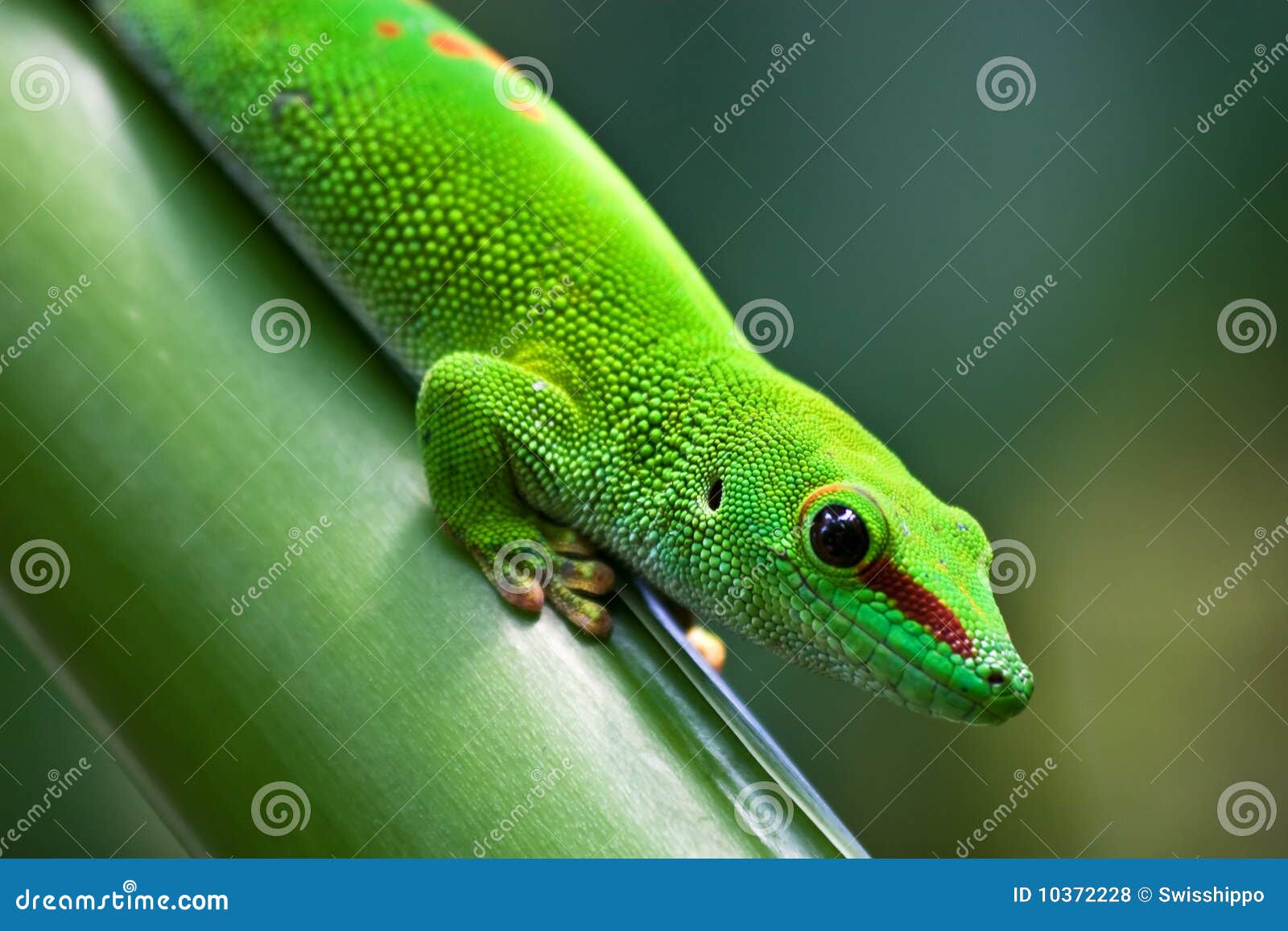 Green gecko stock photo. Image of paws, closeup, lizard - 10372228