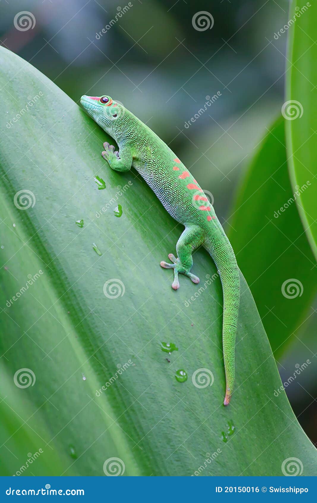 Green gecko stock photo. Image of animal, gecko, foliage - 20150016