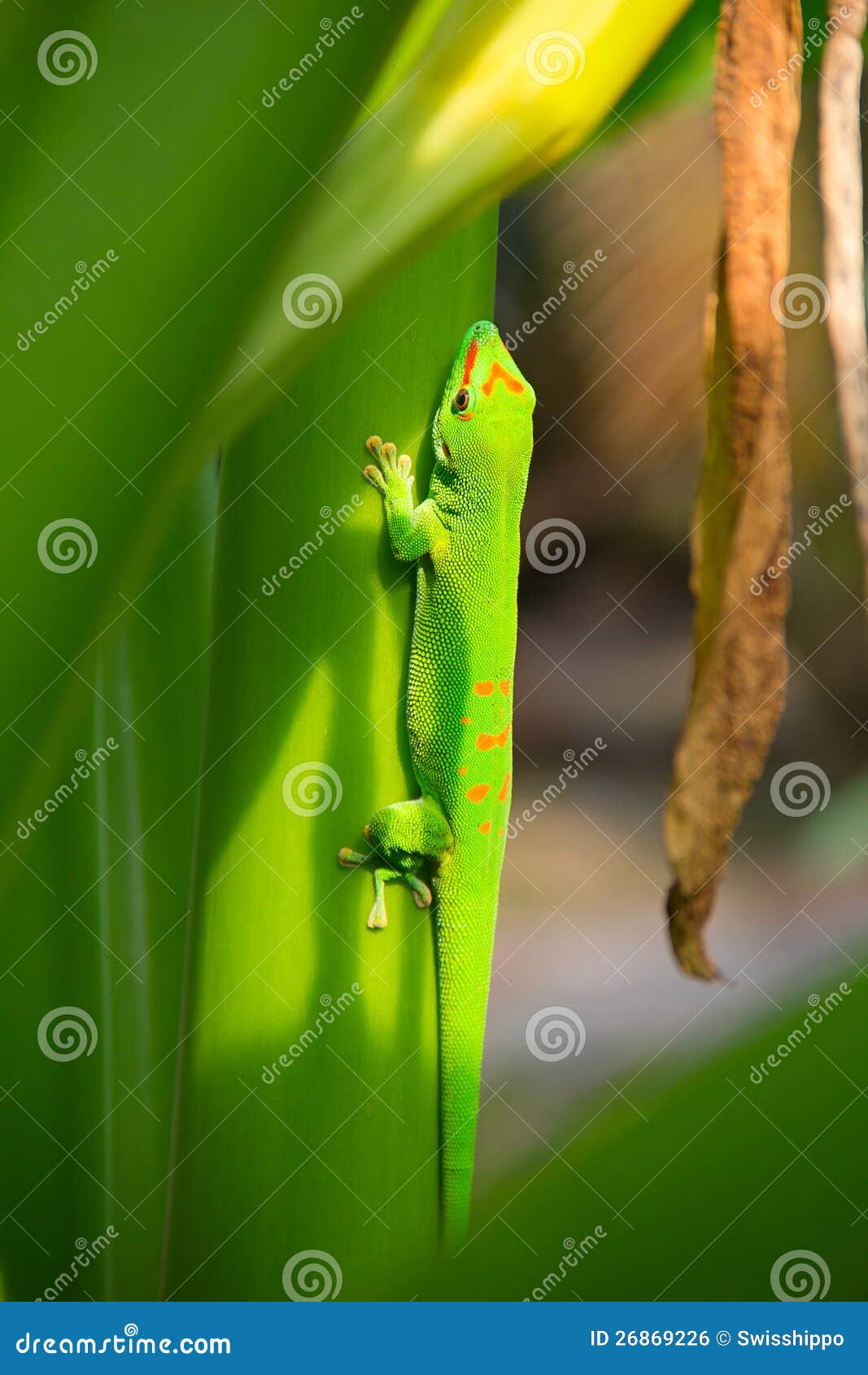 Green gecko stock photo. Image of feed, closeup, leaf - 26869226