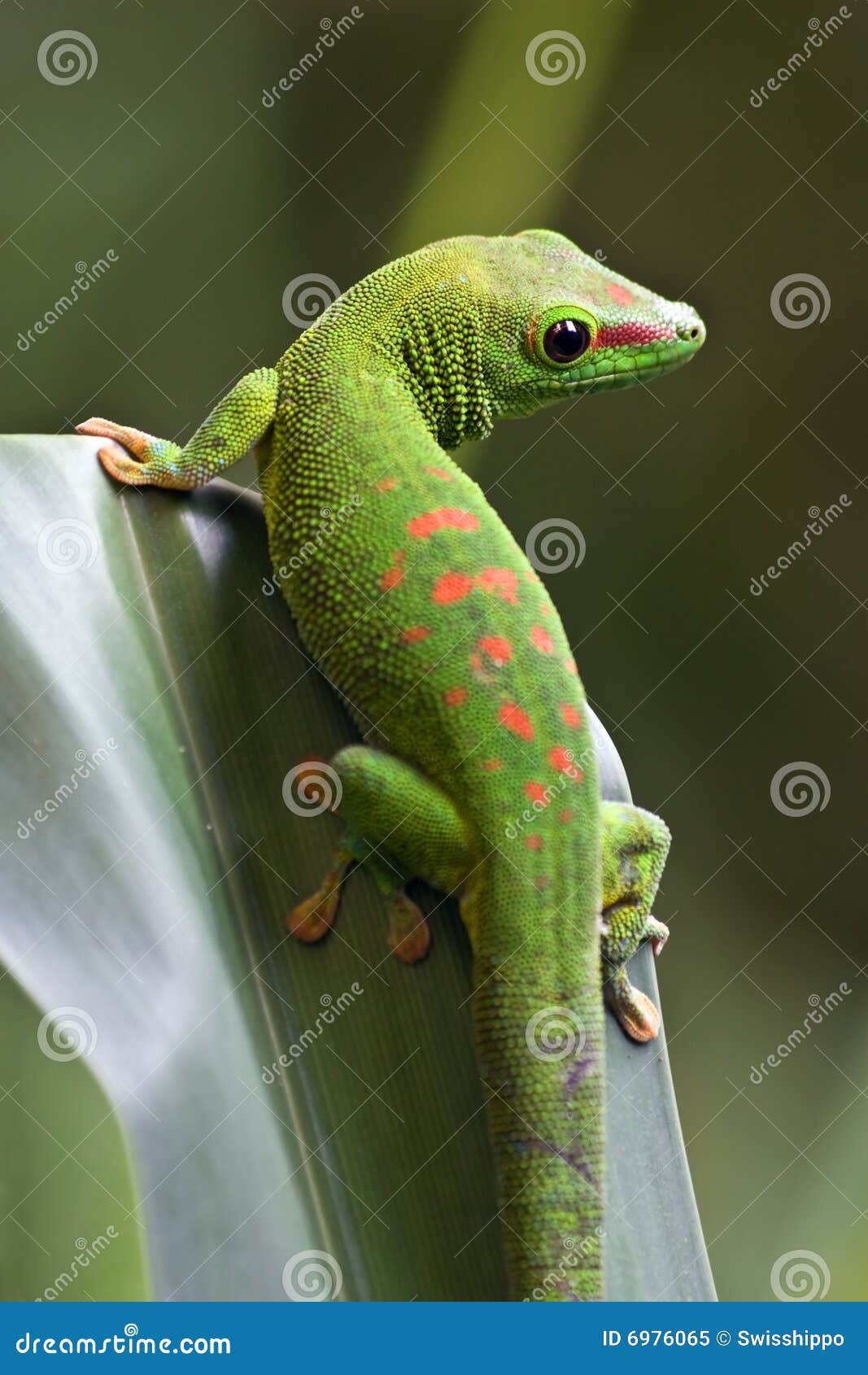 Green gecko stock image. Image of jungle, bright, masoala - 6976065