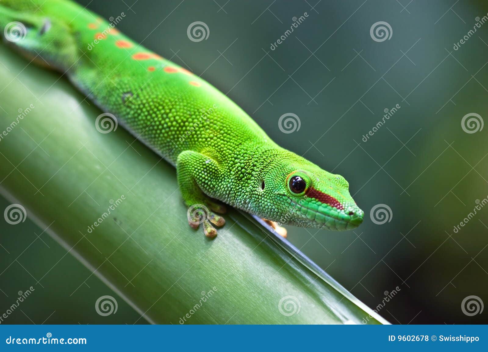 Green gecko stock photo. Image of forest, nature, environment - 9602678
