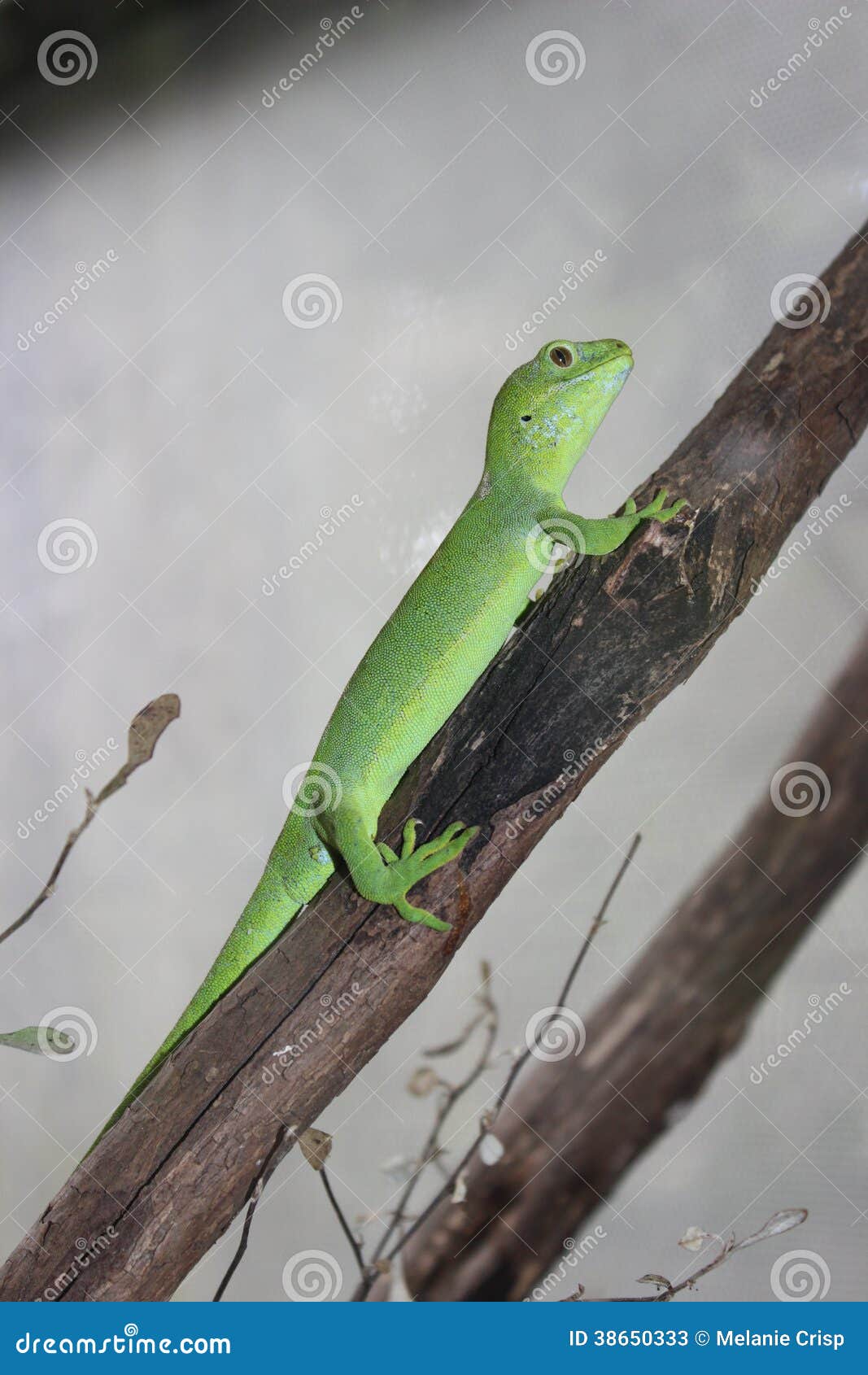 Green gecko on branch stock image. Image of wildlife - 38650333