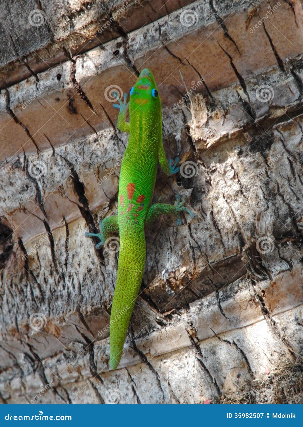 Green Gecko Climbing a Palm Tree Stock Image - Image of summer, green ...