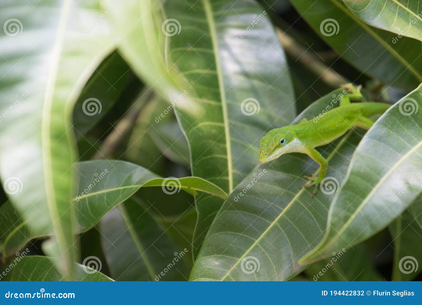 A Green Gecko on a Green Leaf Stock Photo - Image of change, ecology ...