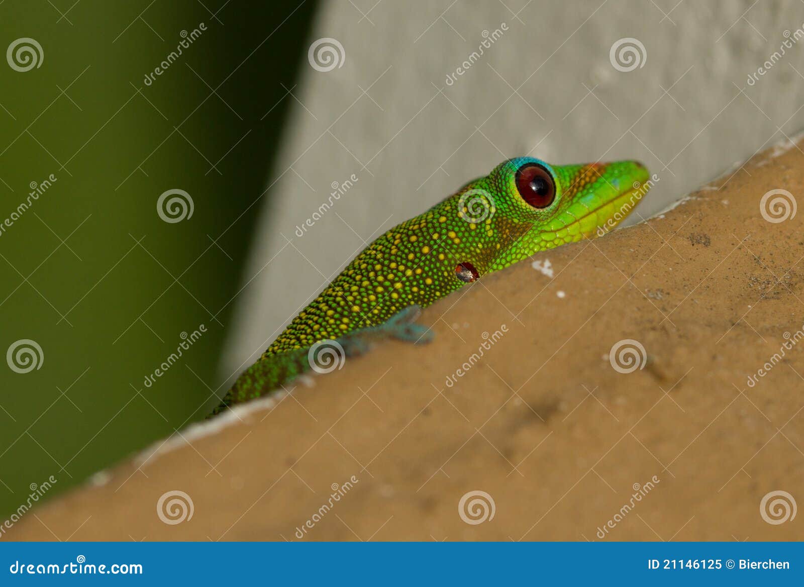 A green gecko hiding stock image. Image of wild, golddust - 21146125