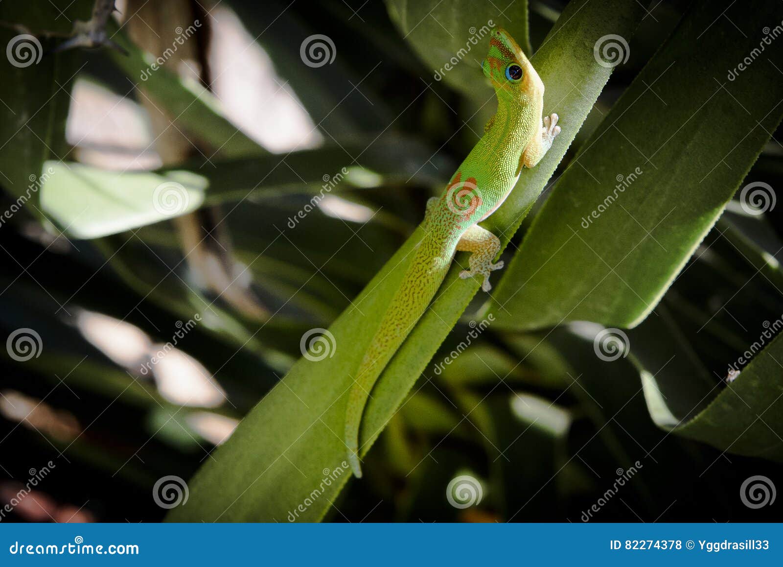 Green gecko stock photo. Image of giant, geckos, nature - 82274378