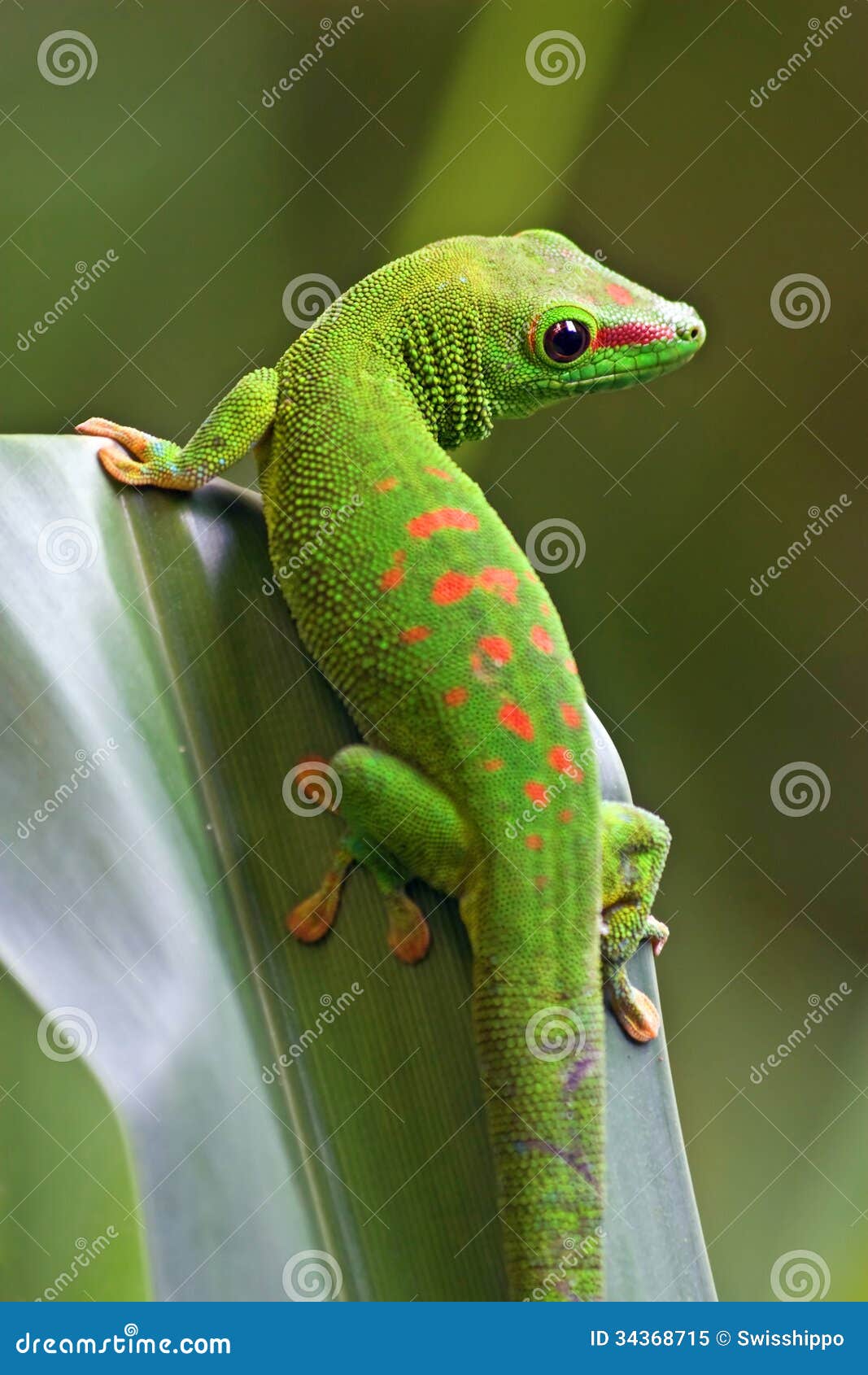 Green gecko stock image. Image of environment, animal - 34368715
