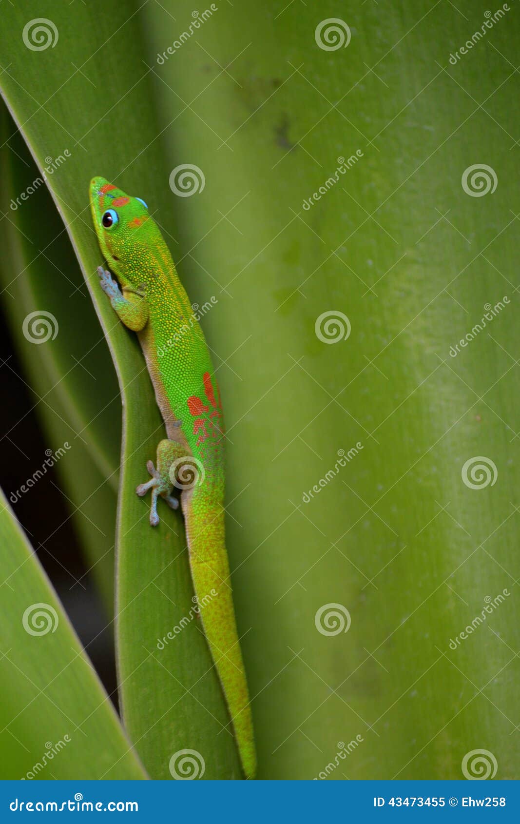Green Gecko on Leaf stock image. Image of green, underside - 43473455