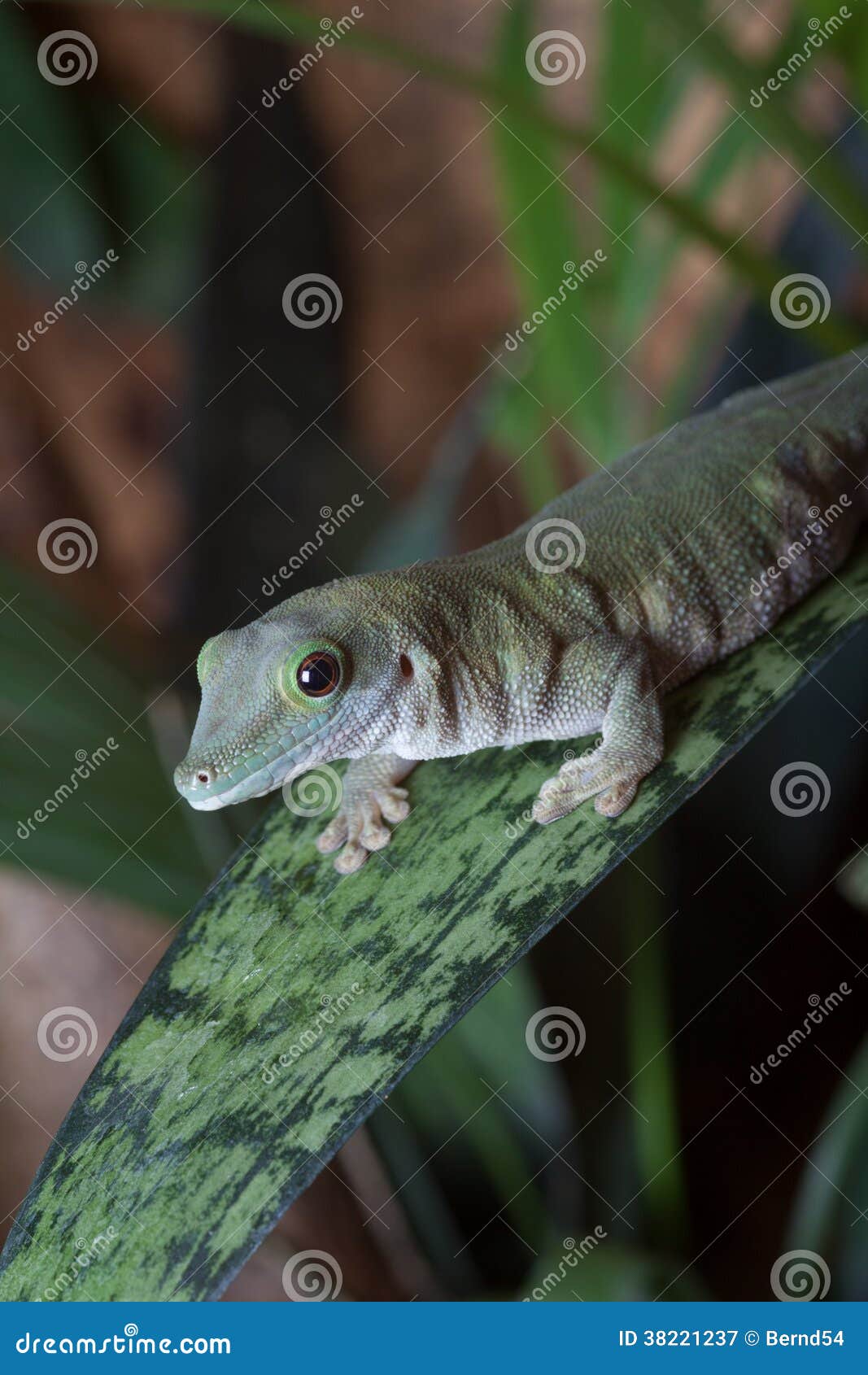 Green gecko on leaf stock image. Image of green, twig - 38221237