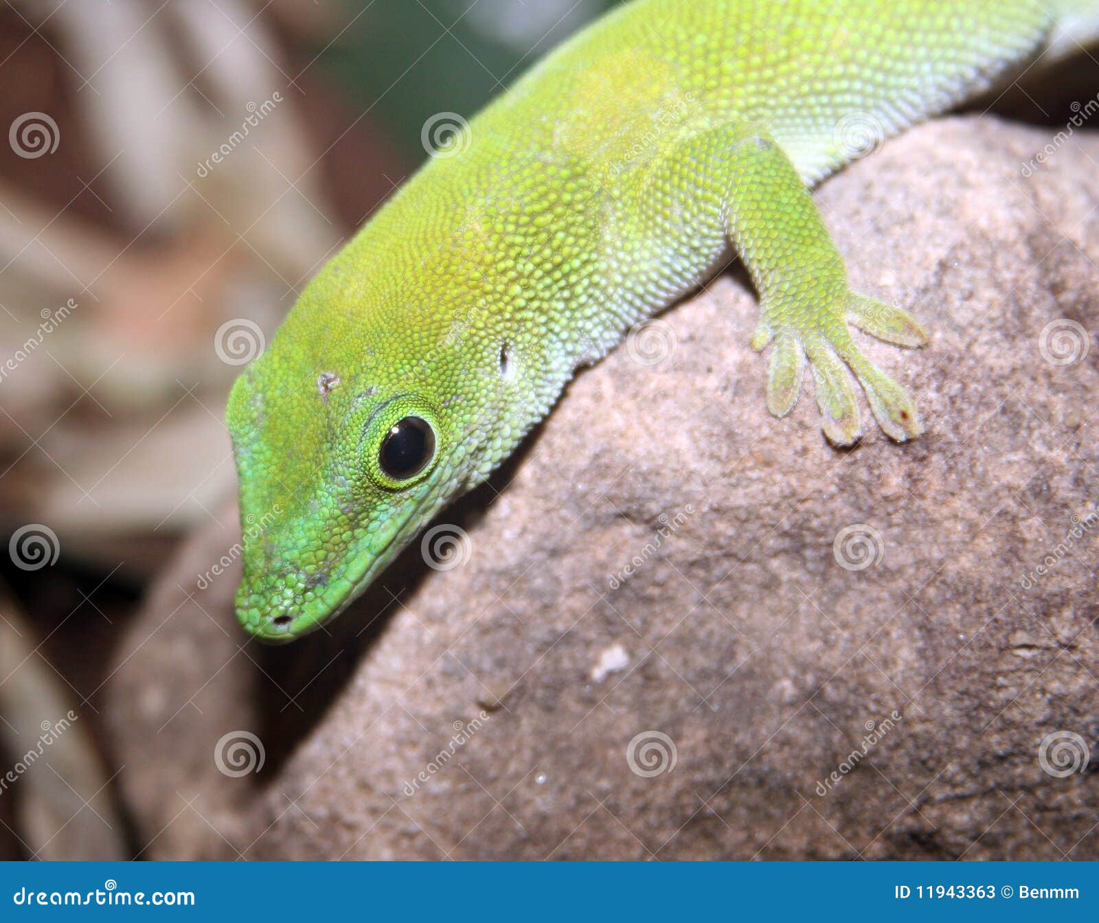 Green gecko lizard stock image. Image of africa, gecko - 11943363