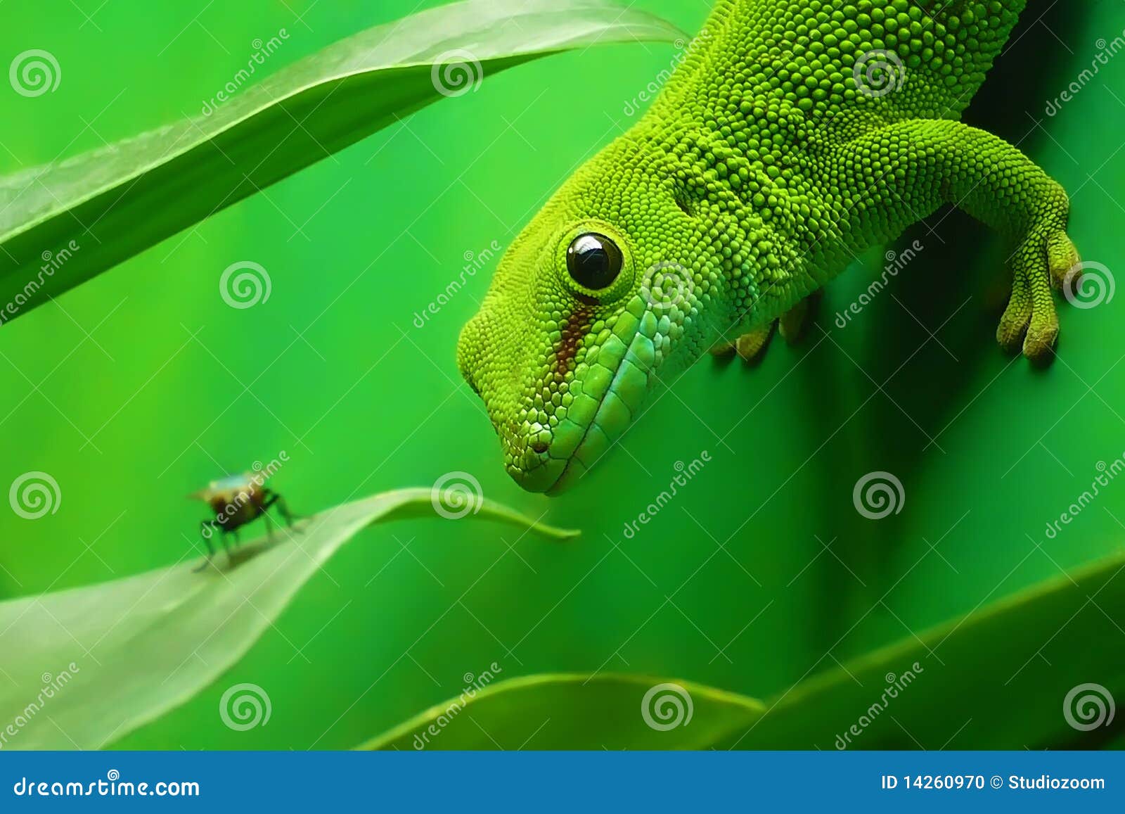 Green gecko lizard stock photo. Image of nature, green - 14260970