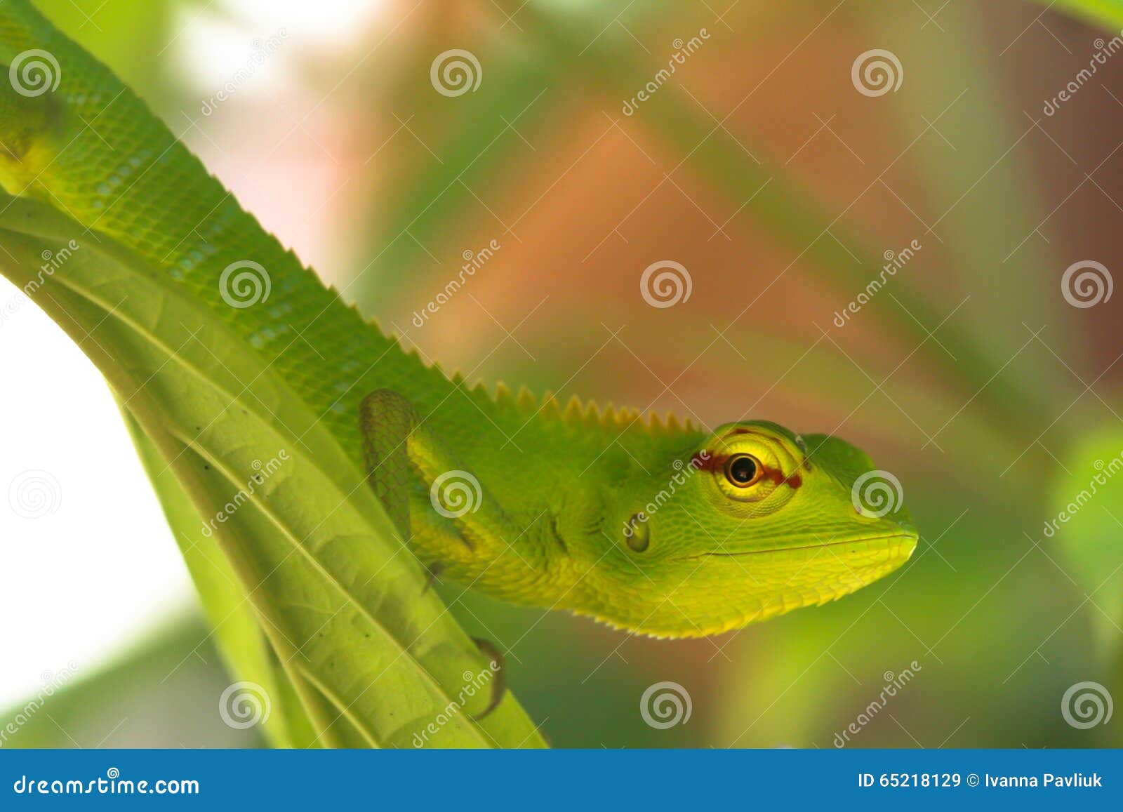Green gecko lizard on leaf stock image. Image of reptile - 65218129