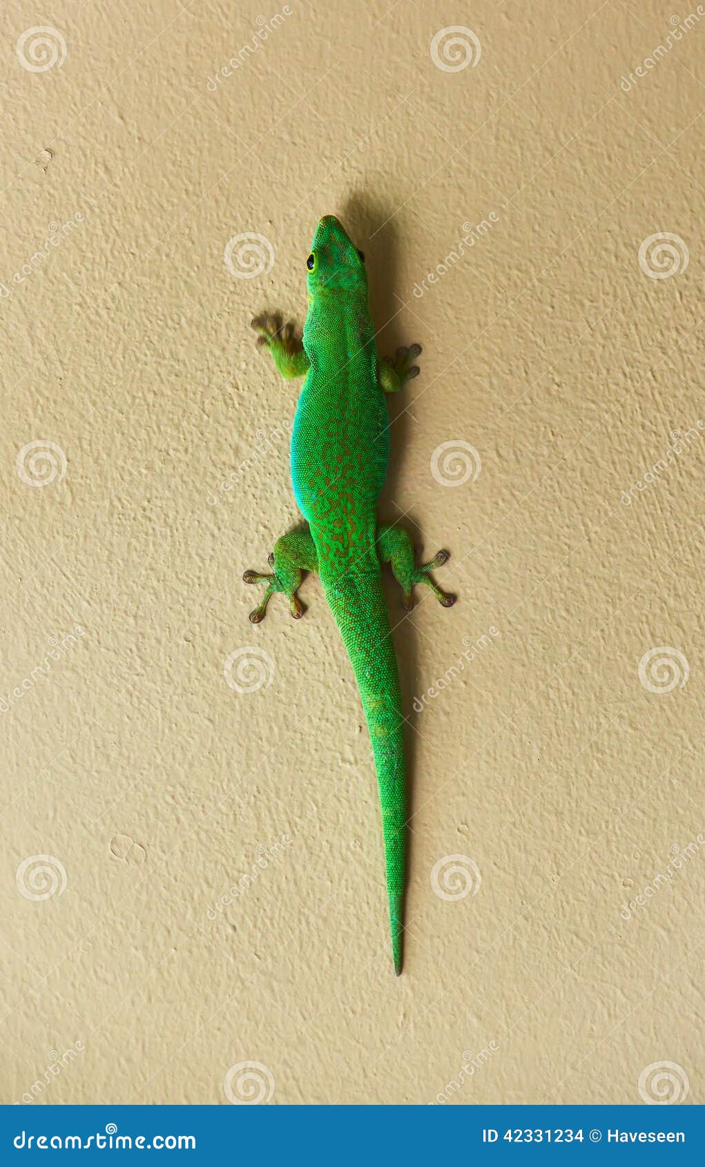 Green gecko stock photo. Image of closeup, reptile, wild - 42331234
