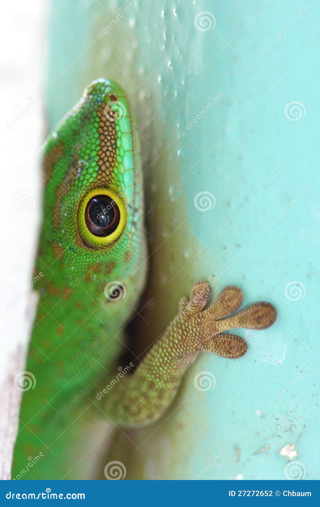 Green Gecko Macro stock photo. Image of protected, ocean - 27272652