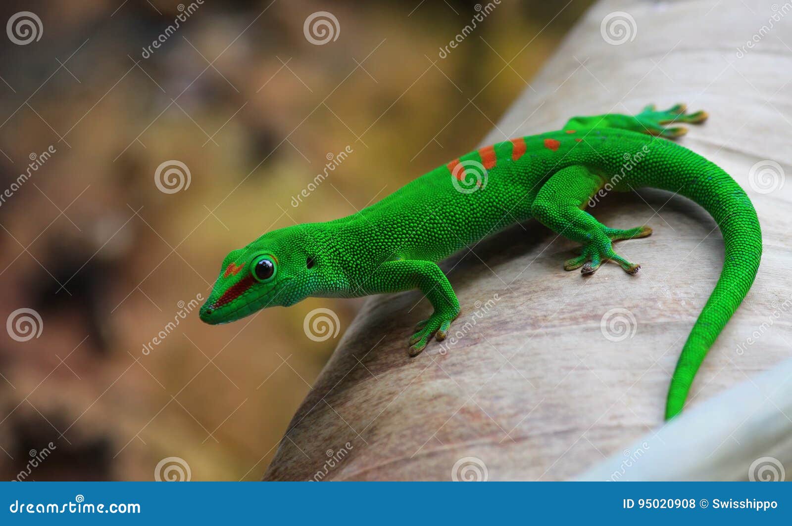 Green gecko stock photo. Image of bright, endangered - 95020908
