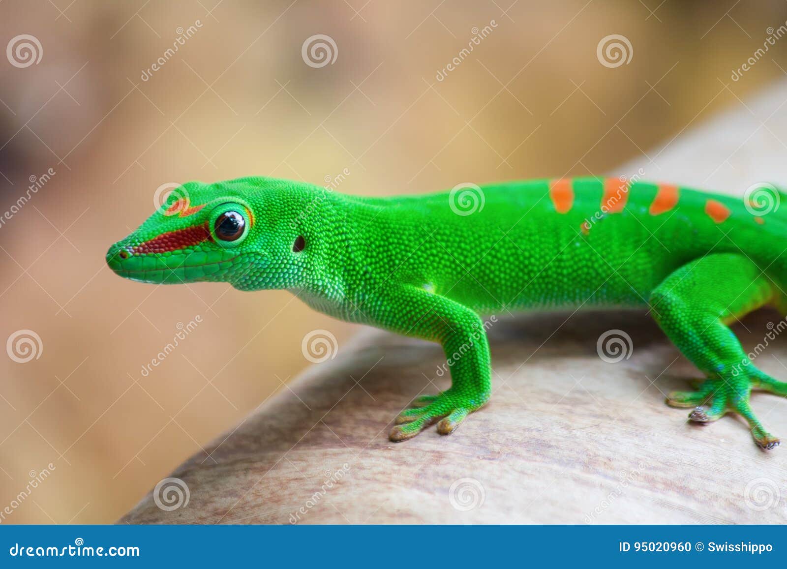 Green gecko stock photo. Image of little, masoala, africa - 95020960