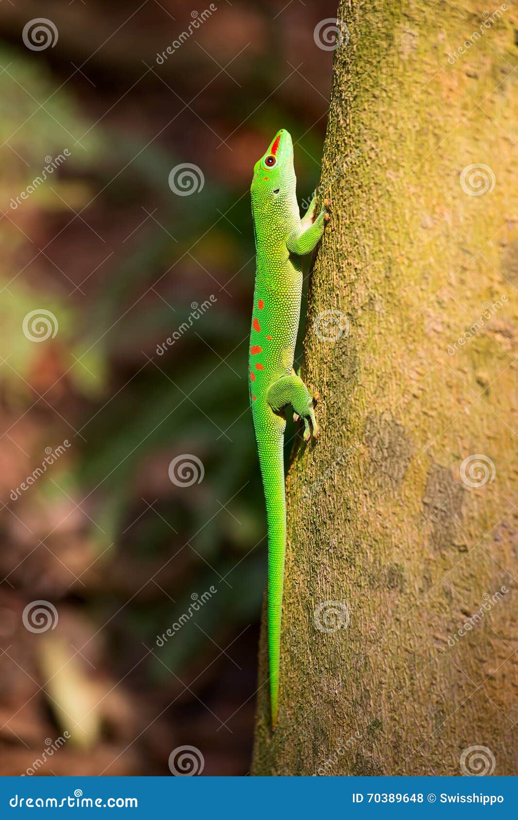 Green gecko stock photo. Image of nature, madagascar - 70389648