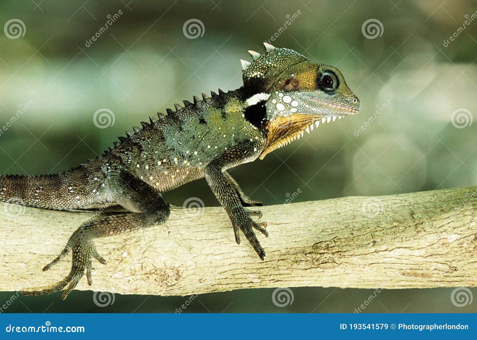 Green Gekko on Branch in Jungle Stock Image - Image of macro, branch ...