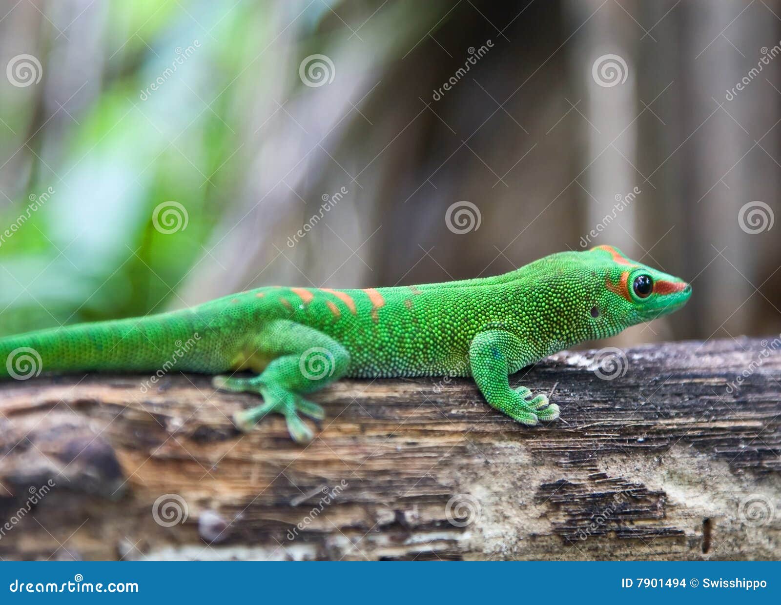 Green geko stock photo. Image of color, change, masoala - 7901494