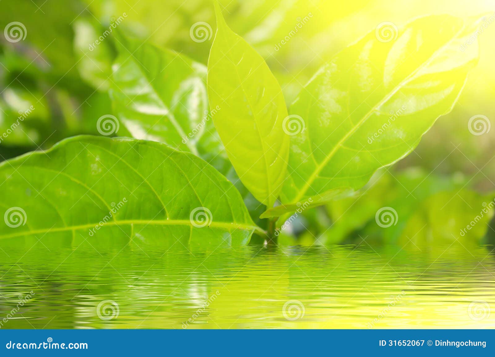 Green Germ in a Sun Light Background Stock Image - Image of medicine ...
