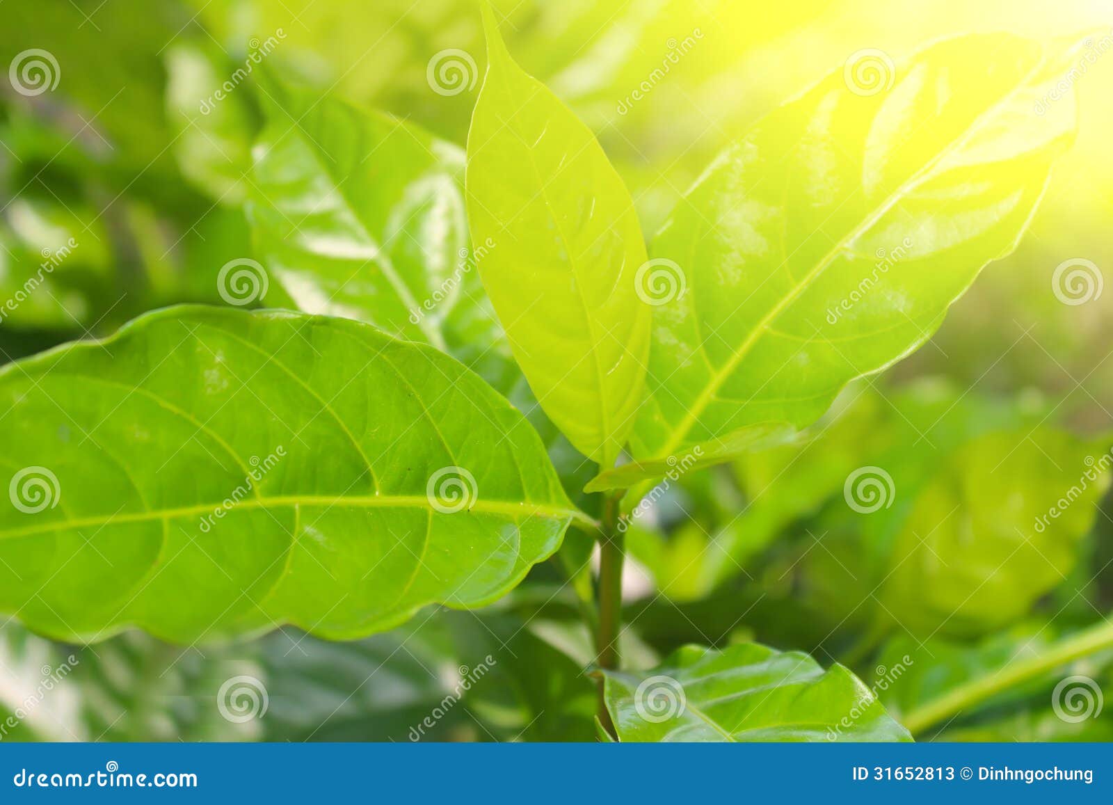 Green Germ in a Sun Light Background Stock Image - Image of floral ...