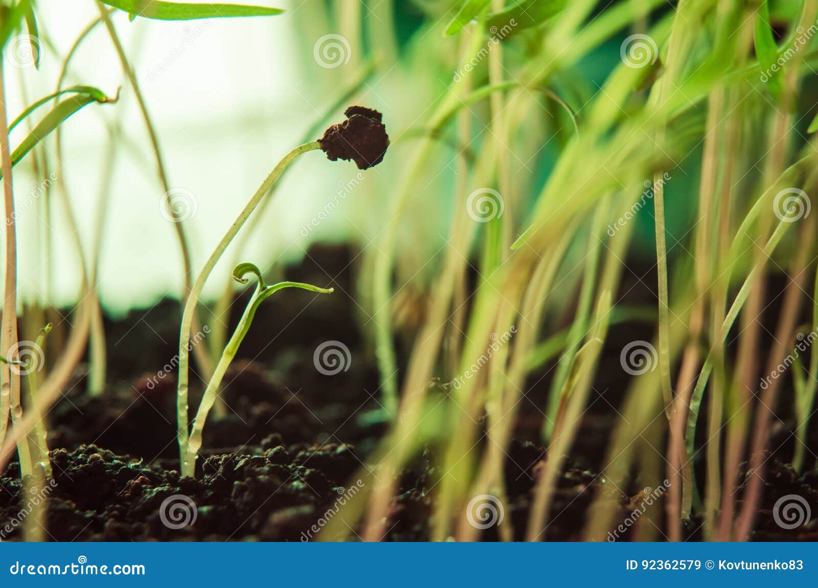 Green germinated sprouts stock image. Image of leaf, farm - 92362579