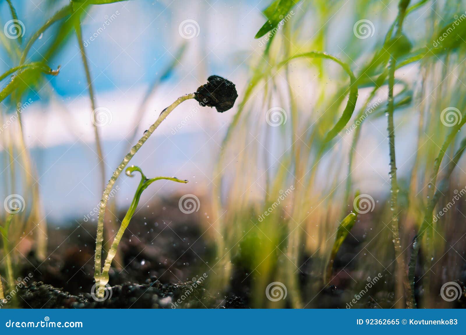 Green germinated sprouts stock image. Image of macro - 92362665