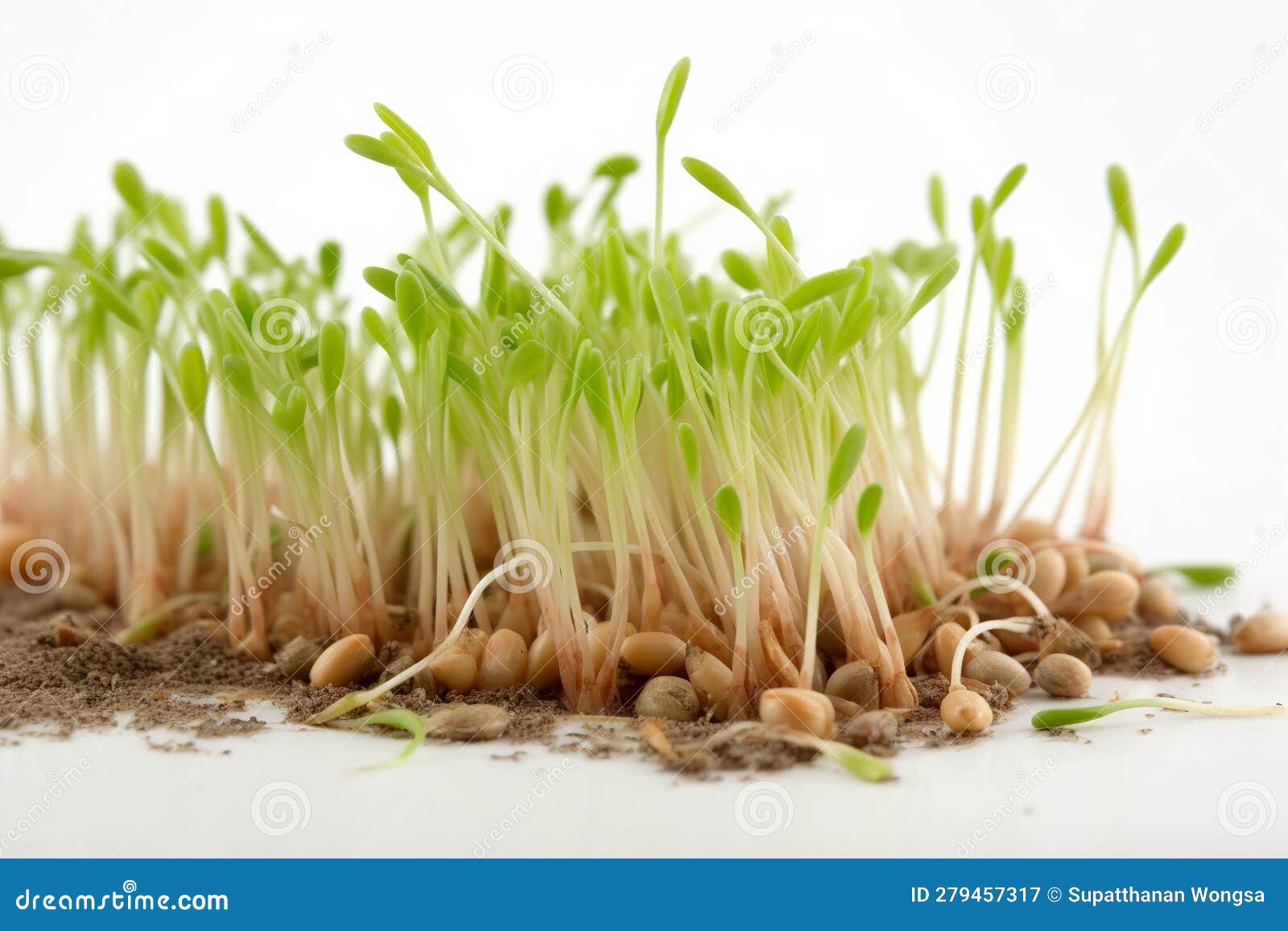 Green Germinated Wheat Sprouts on White Background from Generative Ai ...