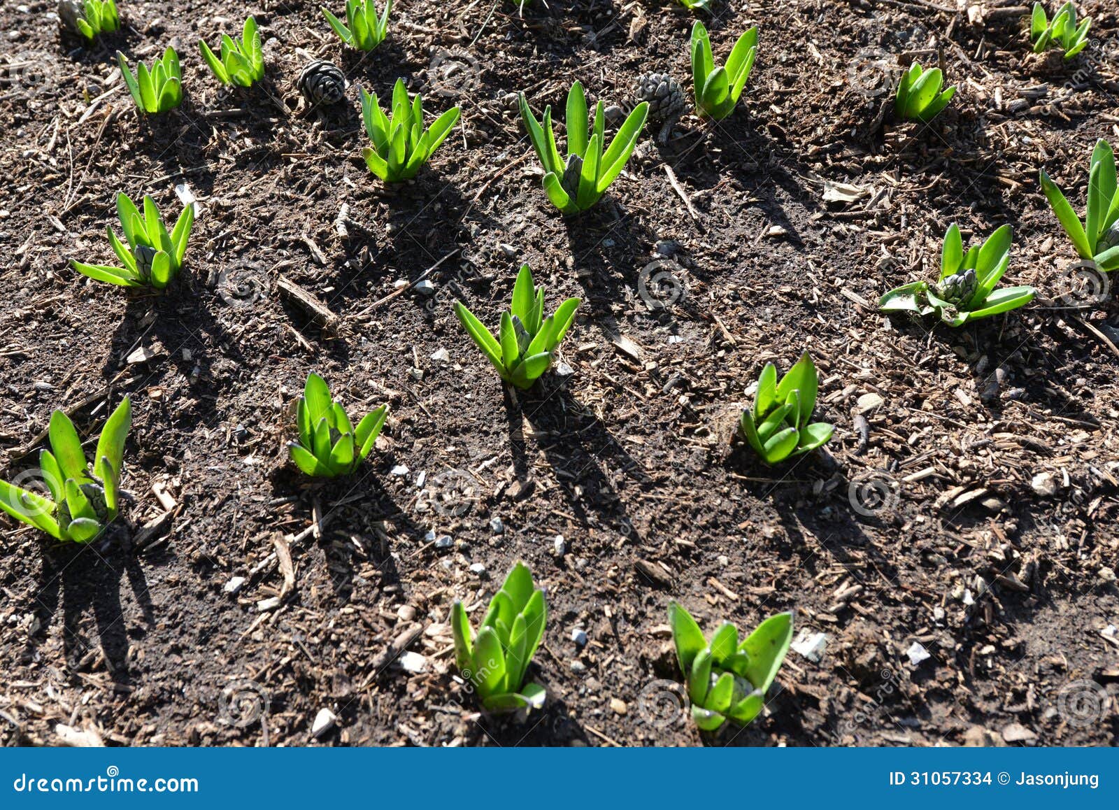 Green Germination Seedling stock photo. Image of land - 31057334
