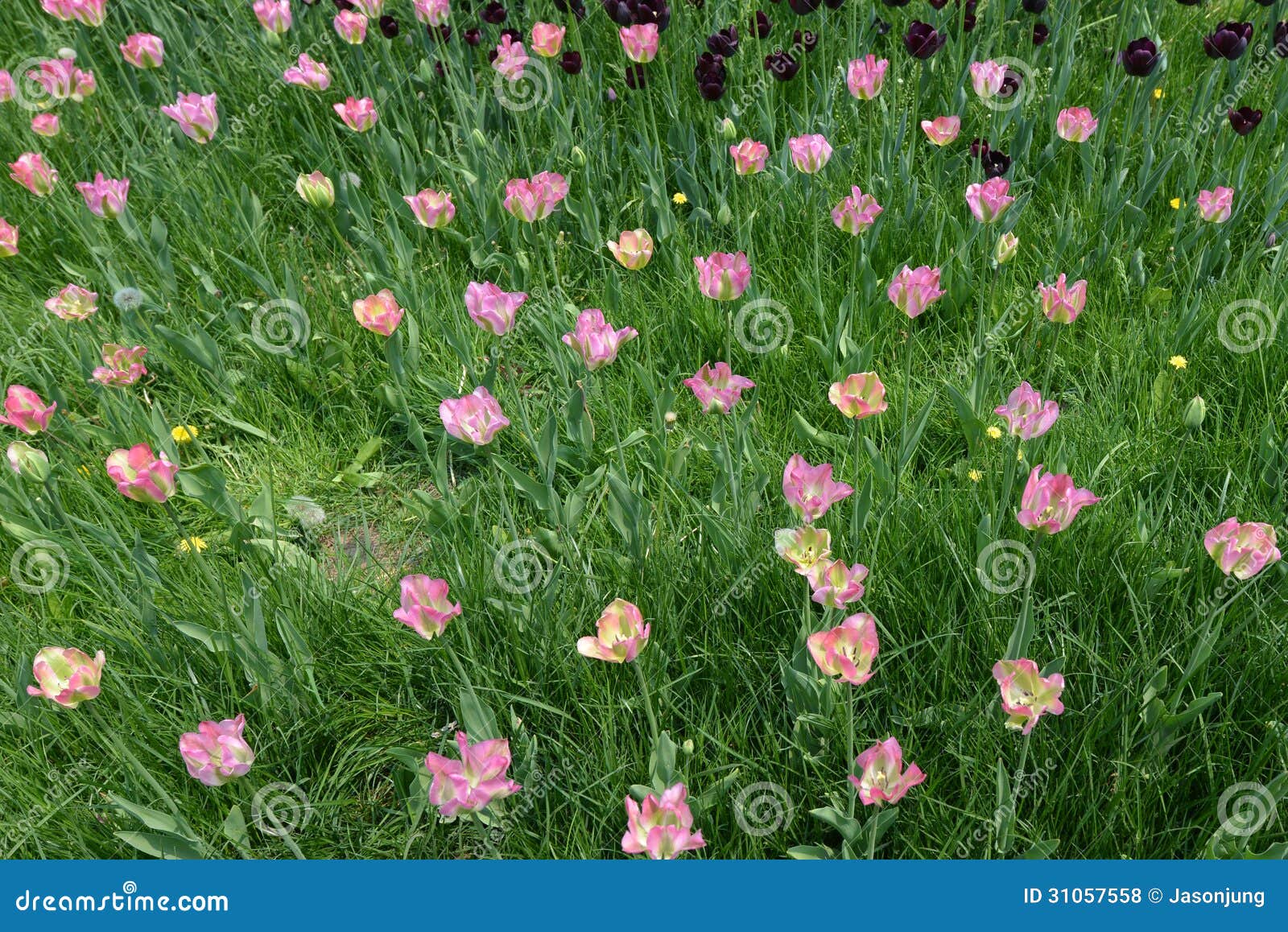 Green Germination Seedling and Tulip Stock Photo - Image of nursery ...