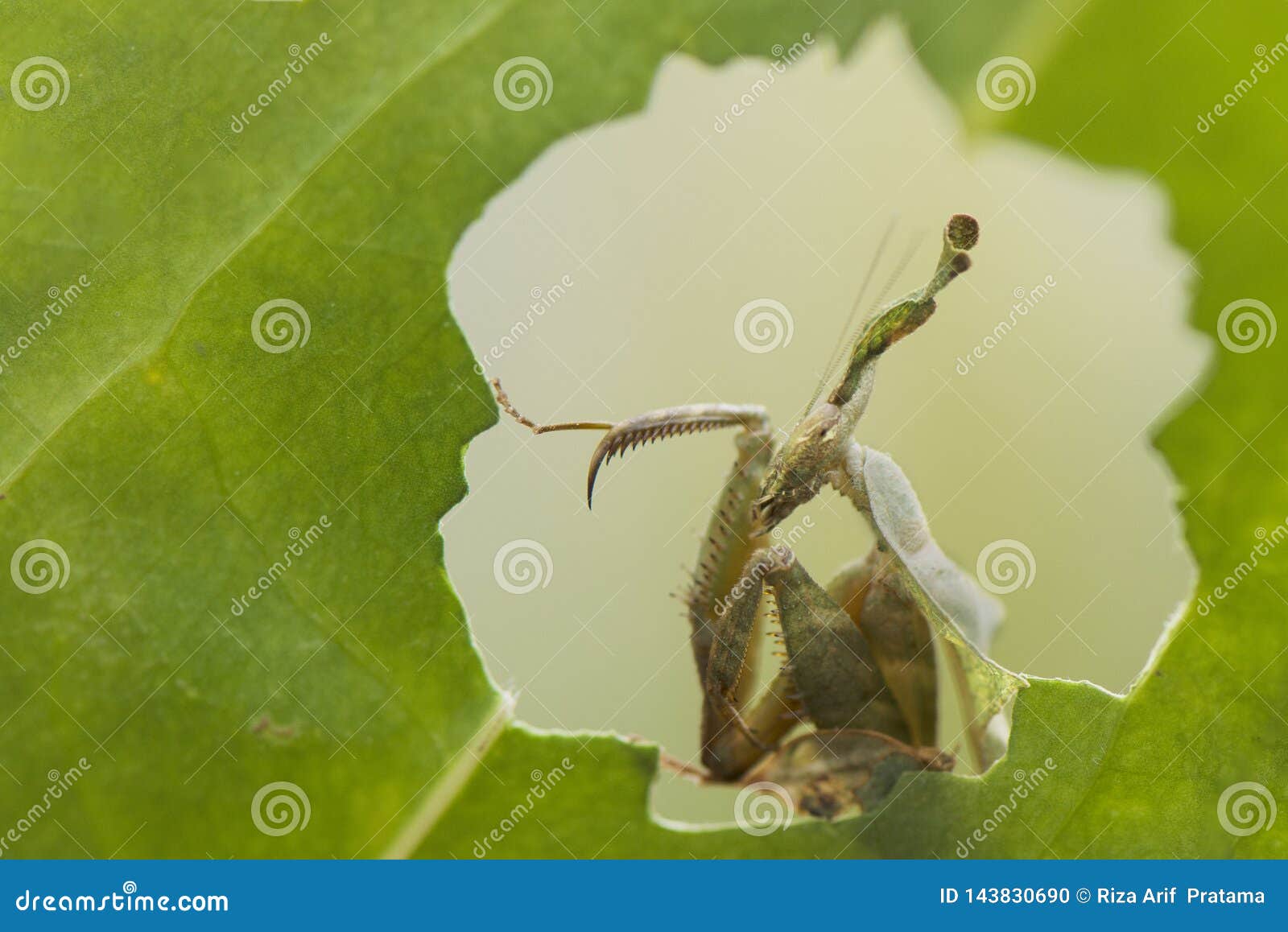 The Green Ghost Mantis stock photo. Image of macro, mantis - 143830690