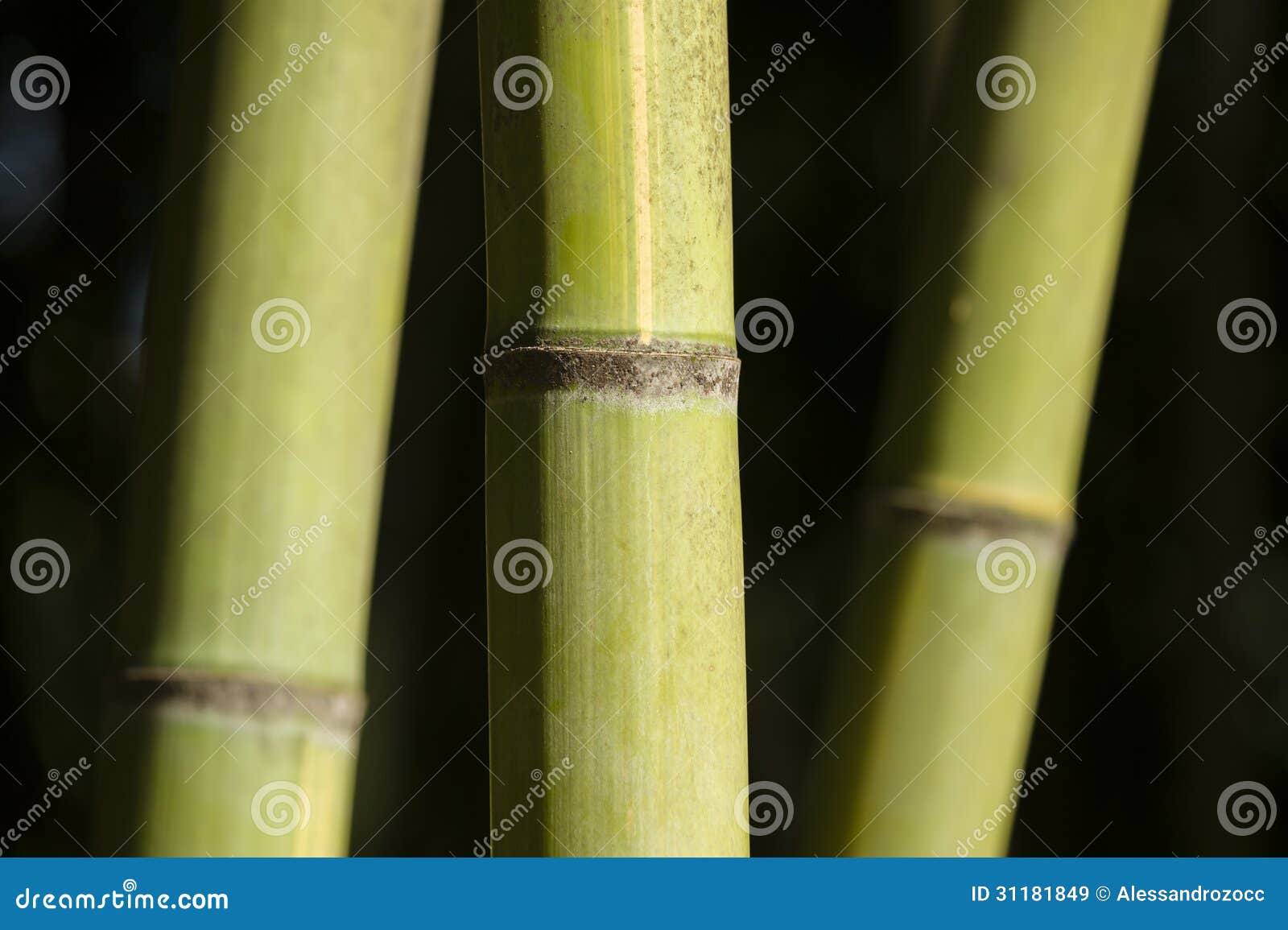 Giant Bamboo Or Dragon Bamboo, Dendrocalamus Giganteus Royalty-Free ...