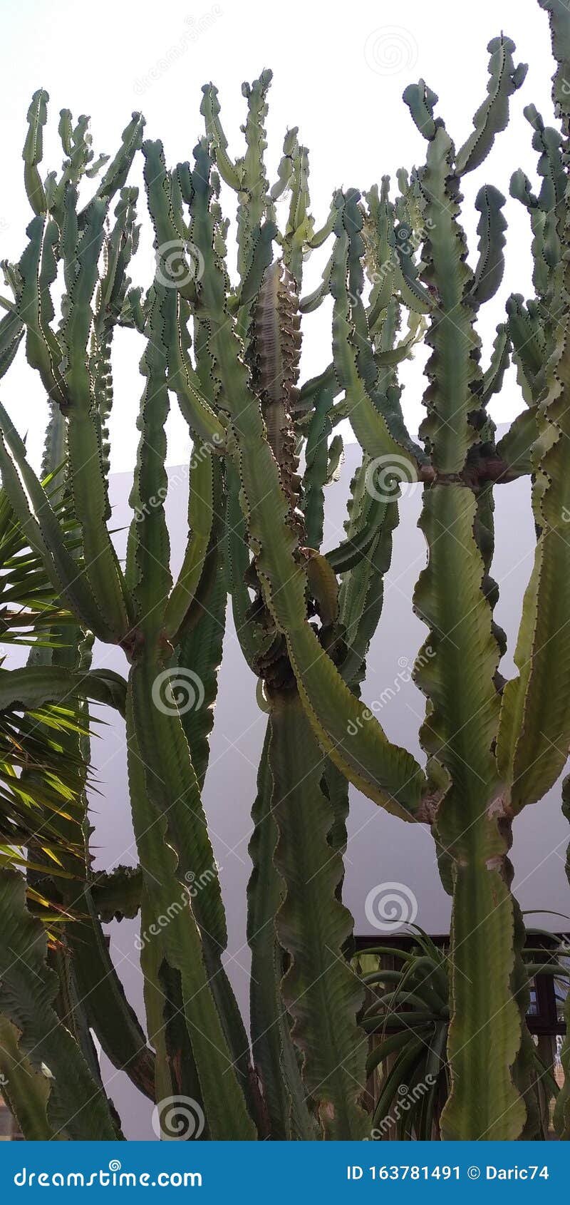 Giant Cactus stock image. Image of cactus, green, daric - 163781491