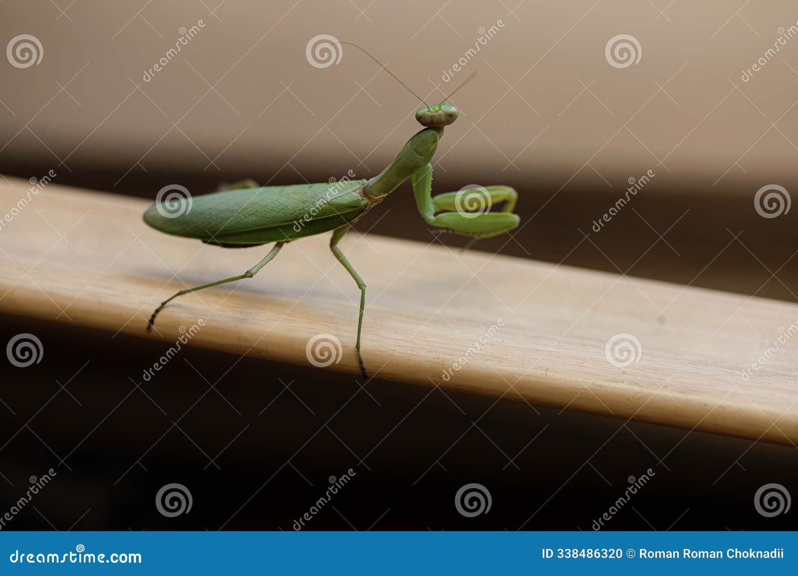 A Green Giant Praying Mantis Green Mantis Insect Macro Photo Stock ...