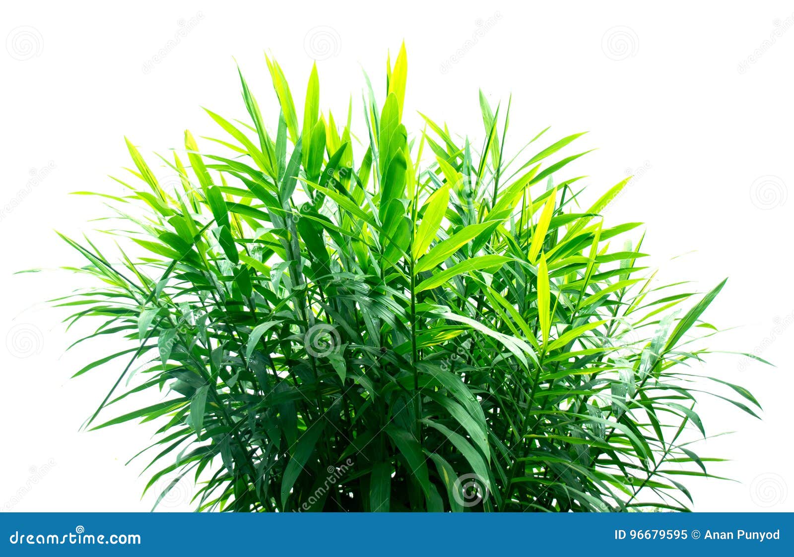 Green Ginger With Blue Leaves Stock Photography | CartoonDealer.com ...