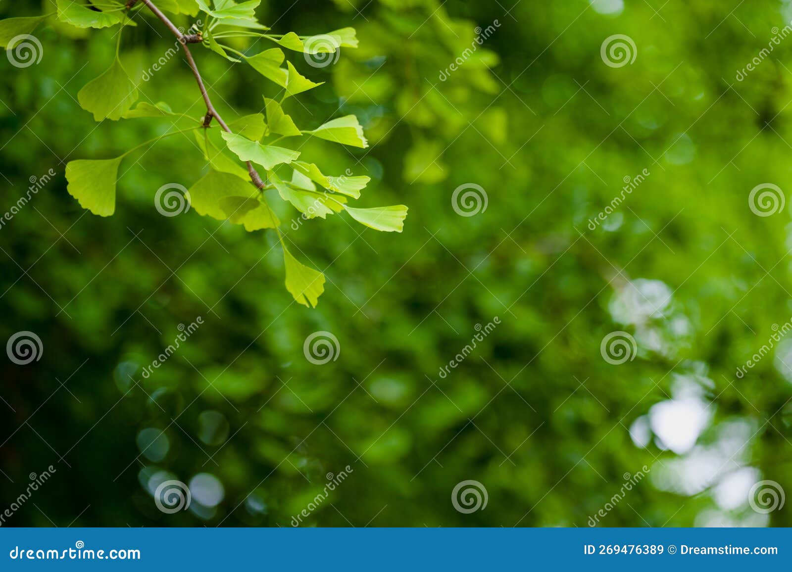 Green Ginkgo Trees in the Park Stock Image - Image of autumn, china ...