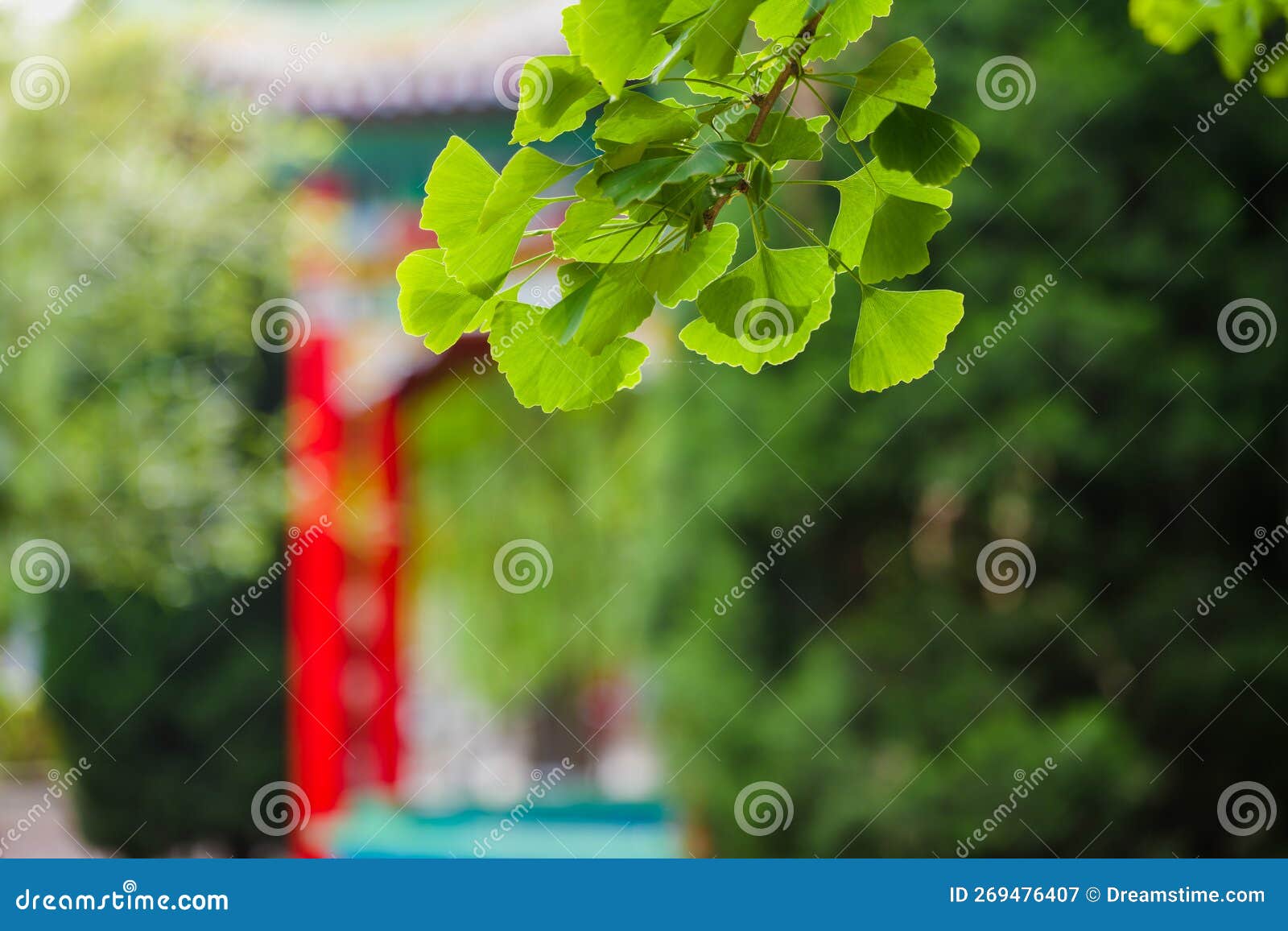 Green Ginkgo Trees in the Park Stock Image - Image of park, fresh ...