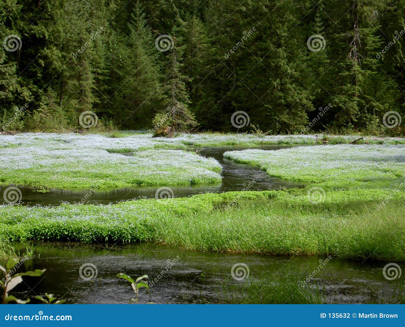 Green Glade stock photo. Image of columbia, yukon, glade - 135632