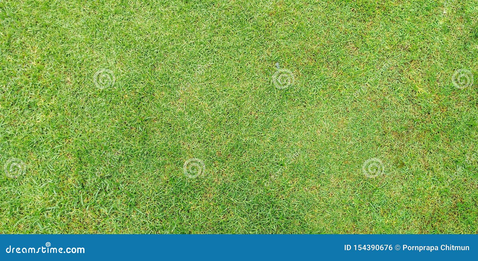 Green glass on the ground. stock photo. Image of grassy - 154390676