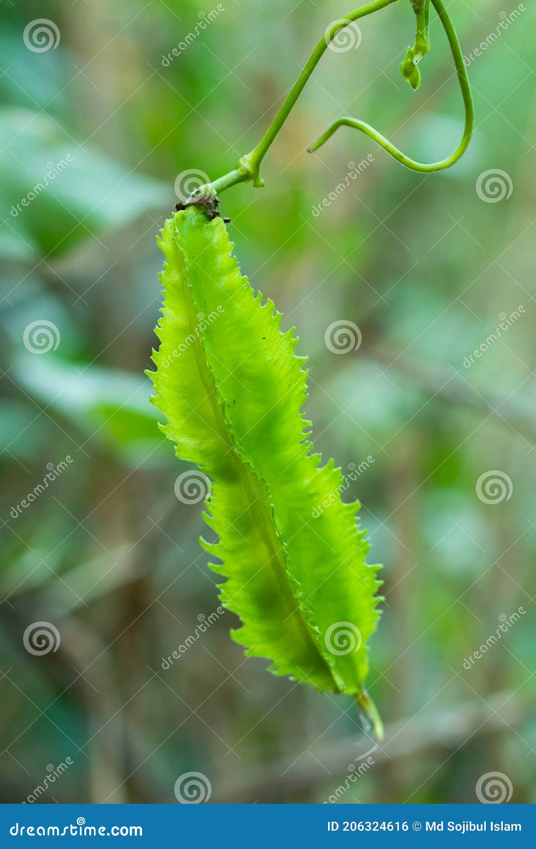 Green Goa-bean or Leguminosae Vegetable Stock Photo - Image of ...