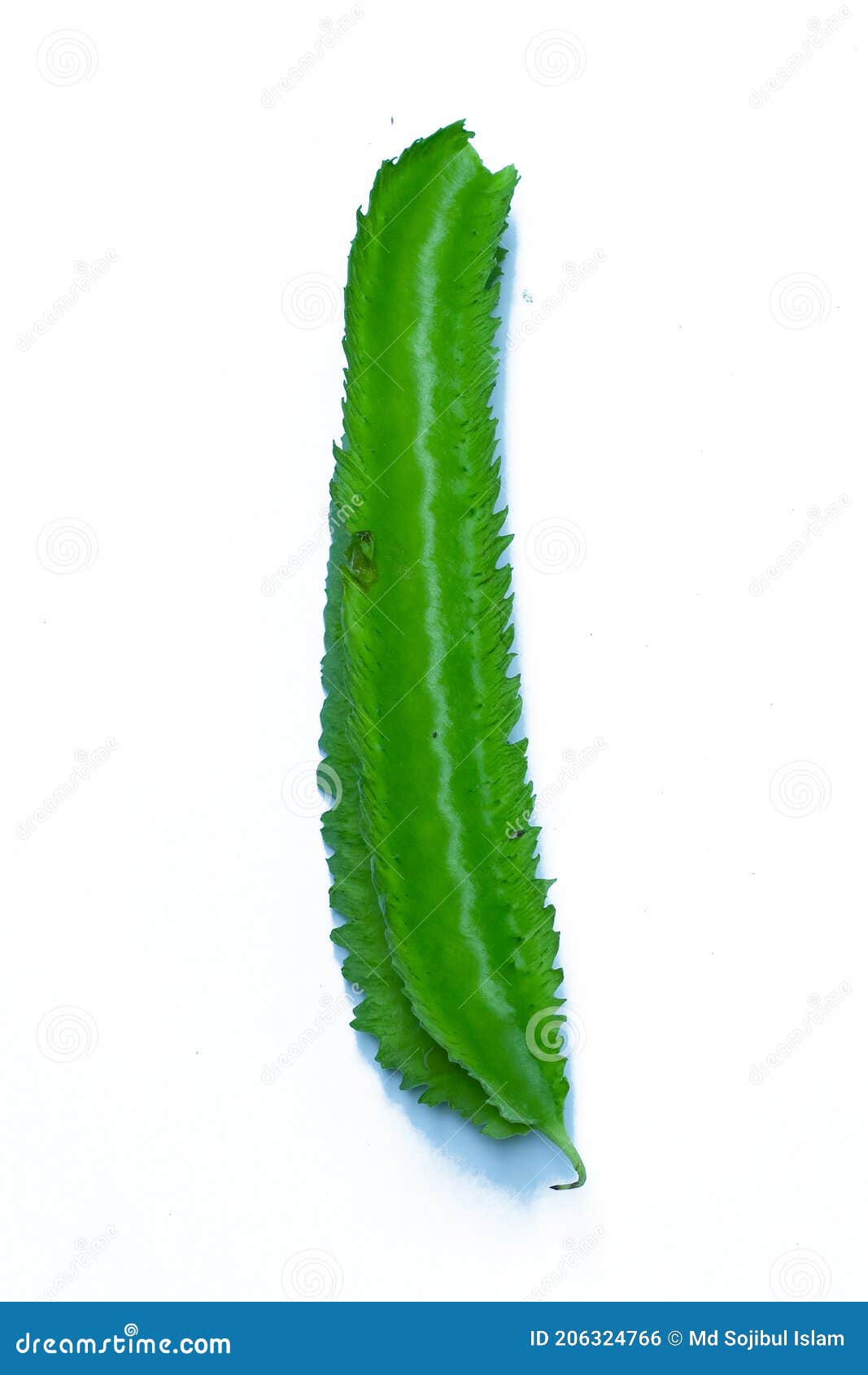 Green Goa-bean or Leguminosae on White Background Stock Photo - Image ...