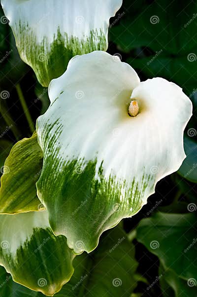 Green Goddess Calla stock photo. Image of color, horticulture - 5035094