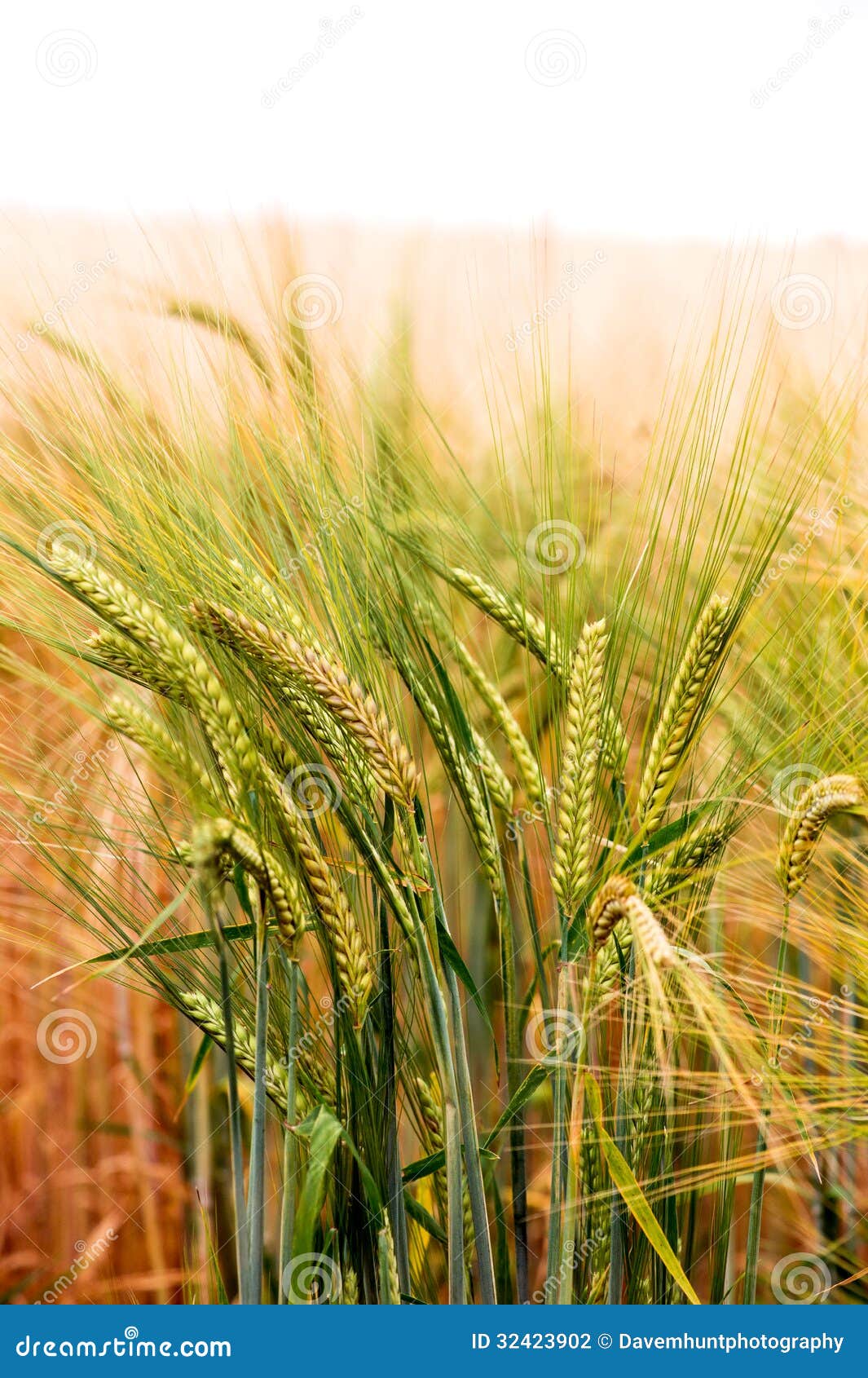 Green & Gold Crop Field Stock Photo - Image of environment, foliage ...